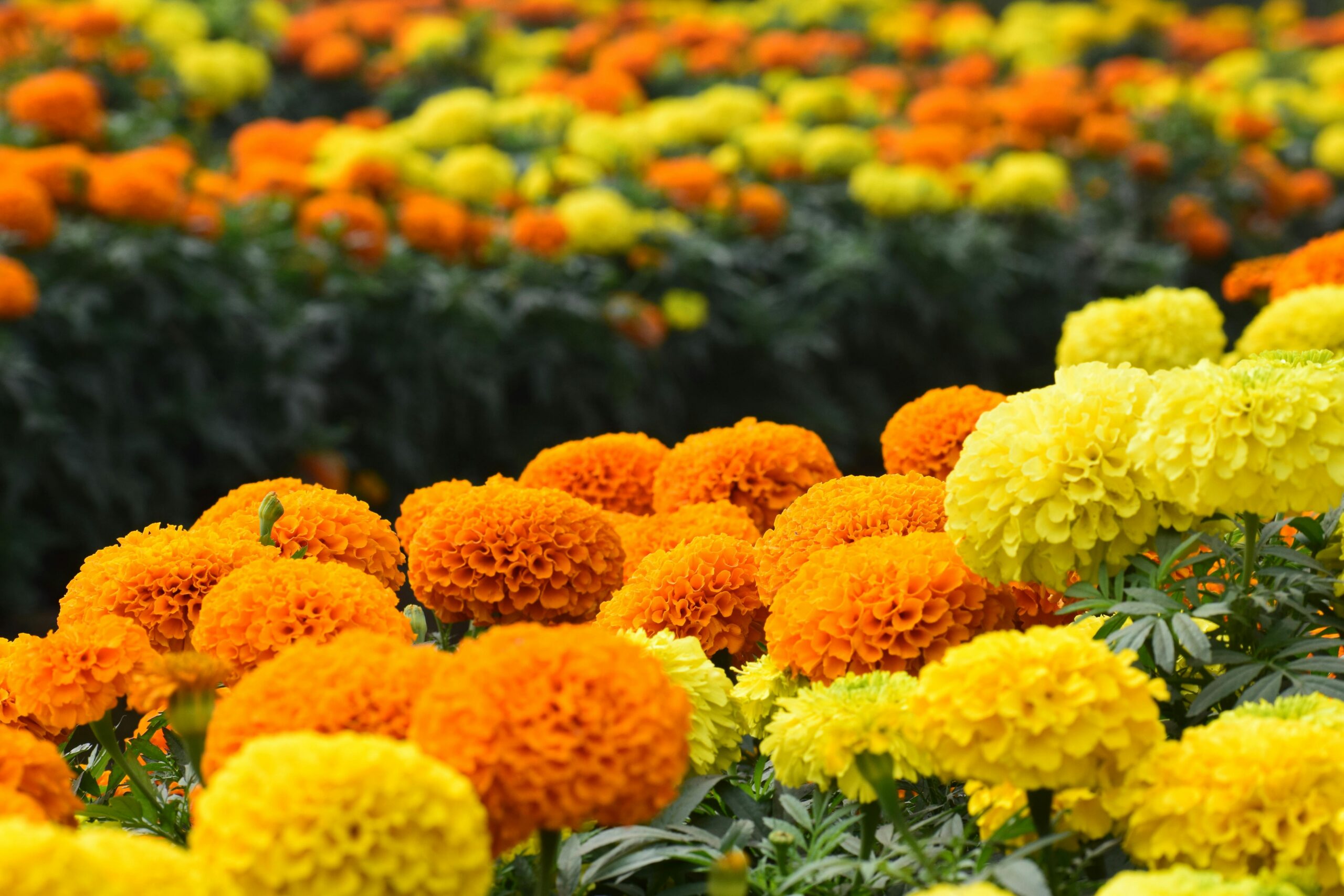 Hot Topic #142: Welcome to Spring! Which flowers are best for a bouquet ...